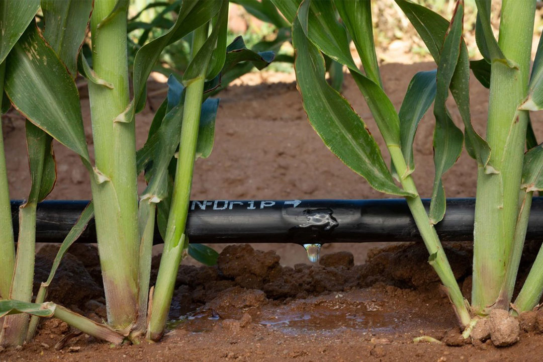 N Drip Closes Gap Between Flood Irrigation And Drip Irrigation Future