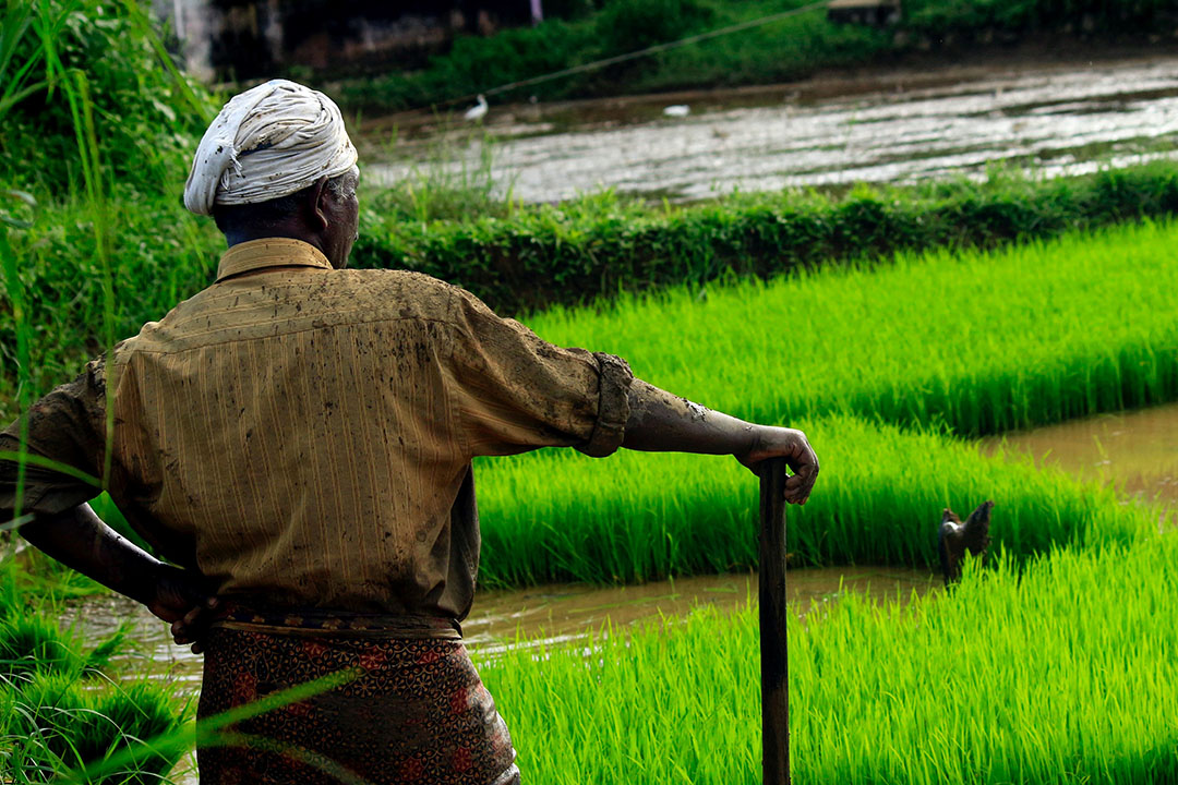 Free weather forecast for smallholder farmers - Future Farming Free weather forecast for smallholder farmers - Future Farming